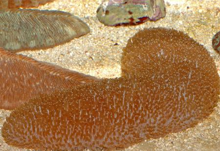 Полифиллия кротовидная (тальпина) Polyphyllia talpina по цене 4 459 руб ...