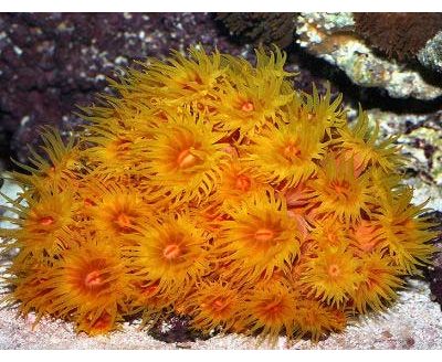 Тубастрея оранжевая (желтая) Tubastraea sp. по цене 3 452.00 руб ...