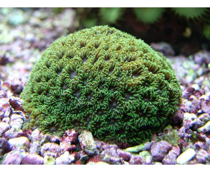 Лептастрея зеленая Leptastrea Sp M по цене 6 454 руб. купить в интернет ...